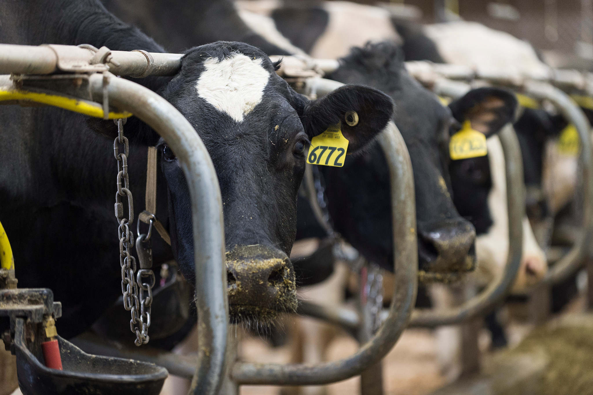 Navigating Farm Support Programs During COVID-19
