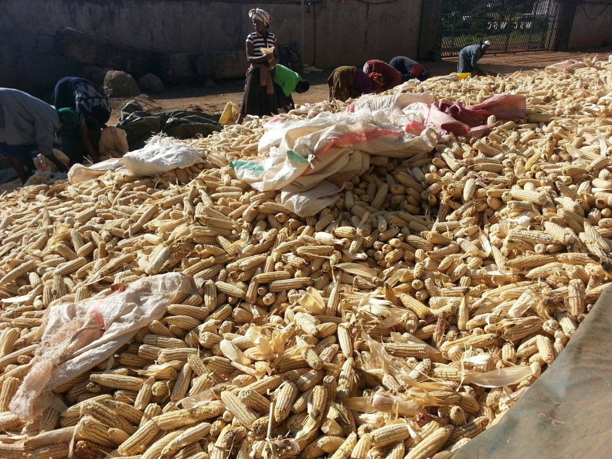 Fighting Fake Seeds - Agricultural & Applied Economics