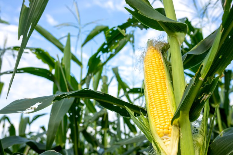 The impact of environmental stressors on U.S. corn productivity ...
